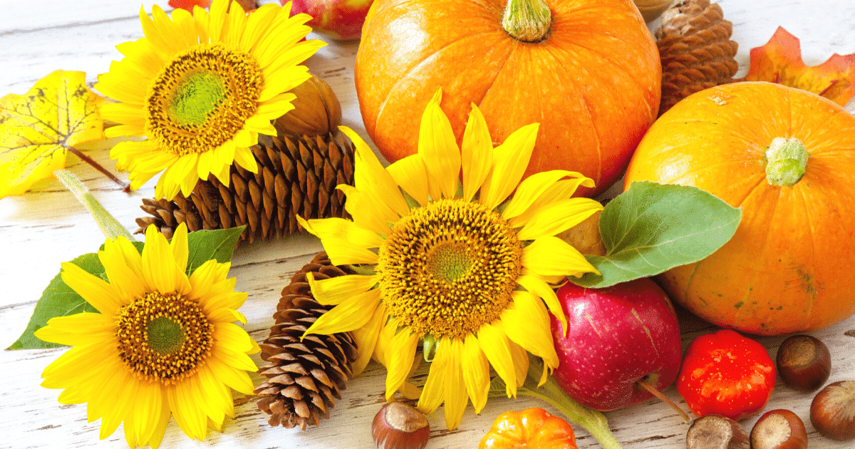 400+ FREE Fall & Thanksgiving Embroidery Machine Designs